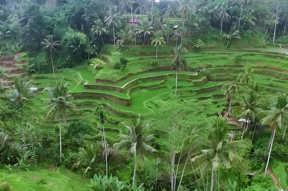 Barong Dance, Rice Terrace, Temple, Ubud Waterfall Tour | GetYourGuide