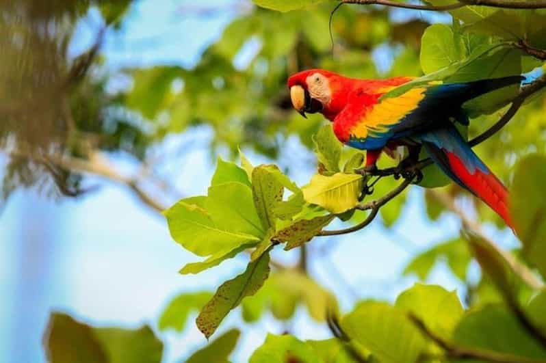 Jaco: Rainforest Horseback Ride to El Encanto Waterfall | GetYourGuide