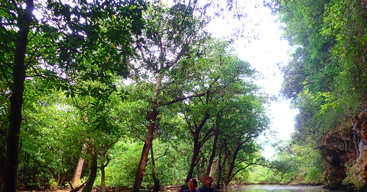 Ishigaki: Mangrove River Canoe + Phantom Island Snorkeling | GetYourGuide