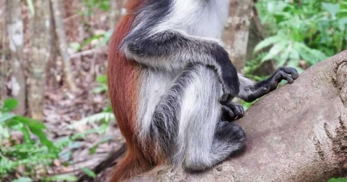 Zanzibar: Masingini Forest Guided Walking Tour | GetYourGuide
