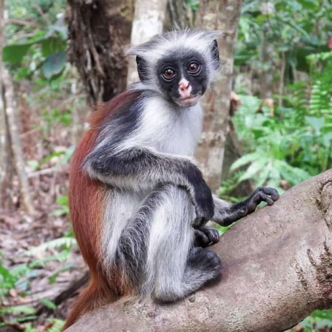 Zanzibar: Masingini Forest Guided Walking Tour | GetYourGuide