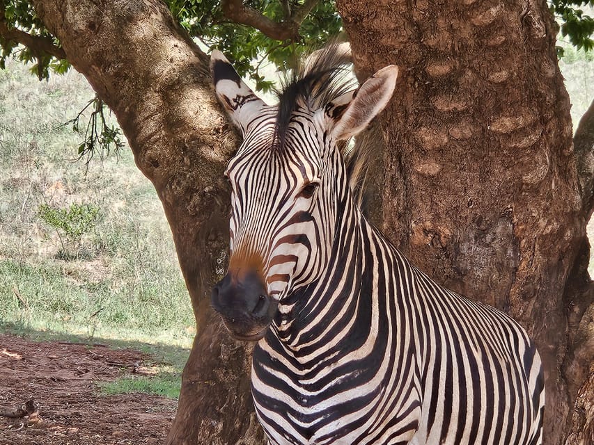 Hike in a Wildlife Reserve with Wild Animals (no predators) | GetYourGuide