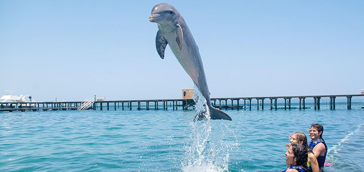 Nado con delfines en Punta Cana - El mejor descubrimiento de delfines ...