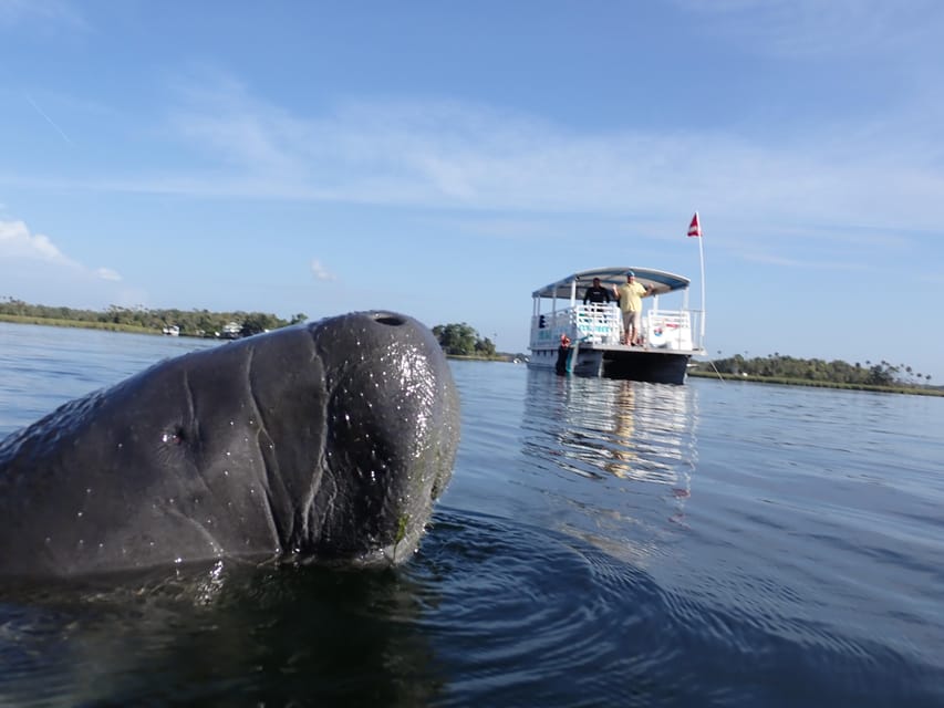 River Cruise with Manatee Viewing | GetYourGuide