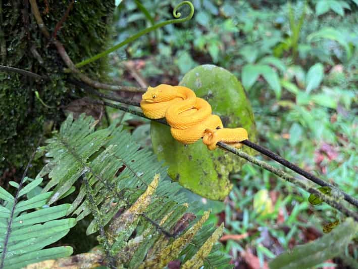La Fortuna: Tour privado Volcán Arenal | GetYourGuide