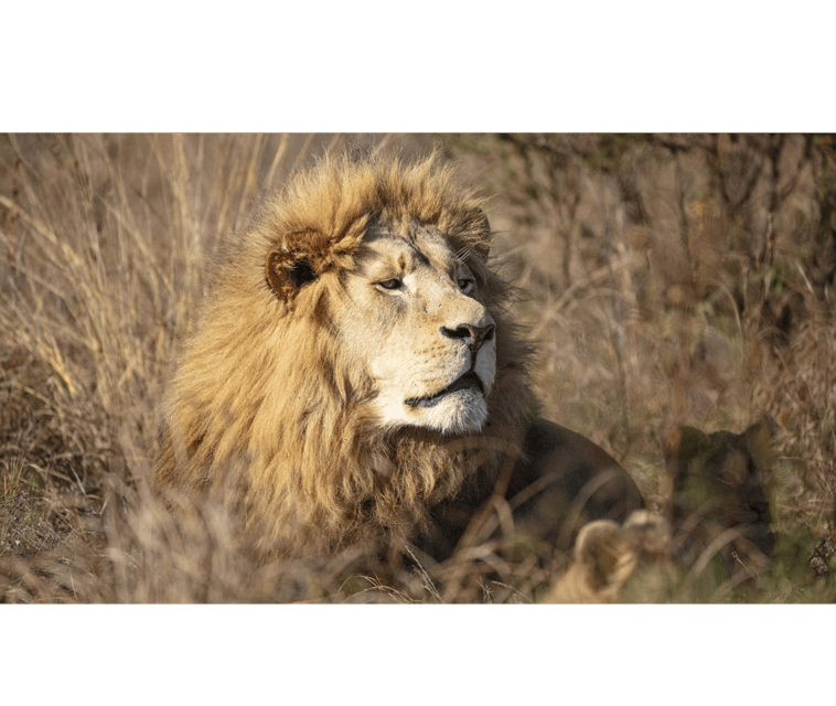 Bothongo Rhino and Lion Nature Reserve Self Drive | GetYourGuide