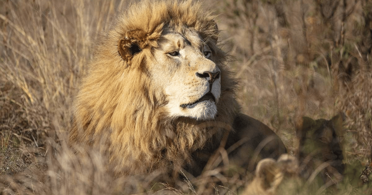 Bothongo Rhino and Lion Nature Reserve Self Drive | GetYourGuide