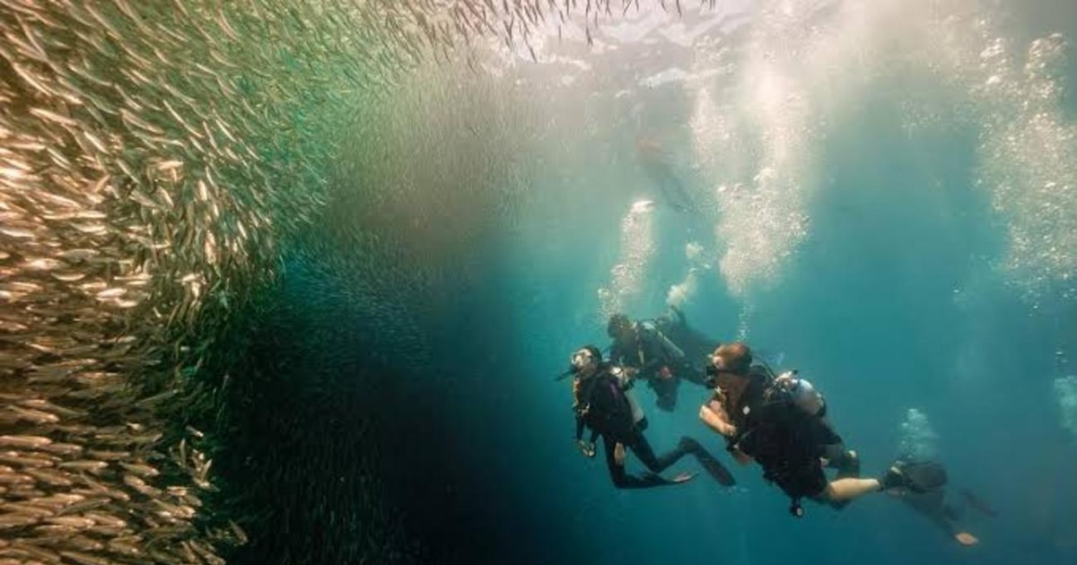 Cebu: Moalboal Scuba Diving, Sardines Run & Pescador Snorkel | GetYourGuide