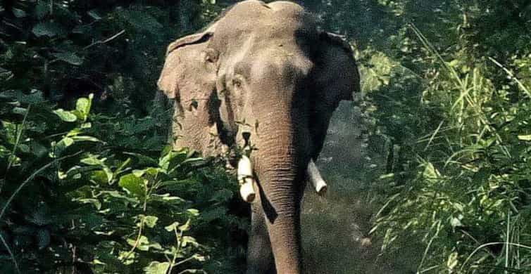 CHITWAN NATIONAL PARK FULL DAY PRIVATE JEEP SAFARI FROM MADI | GetYourGuide