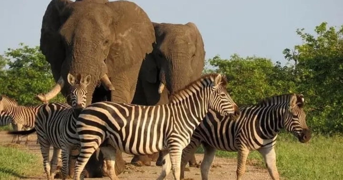 Wild Adventure: Safari in Quiçama National Park | GetYourGuide