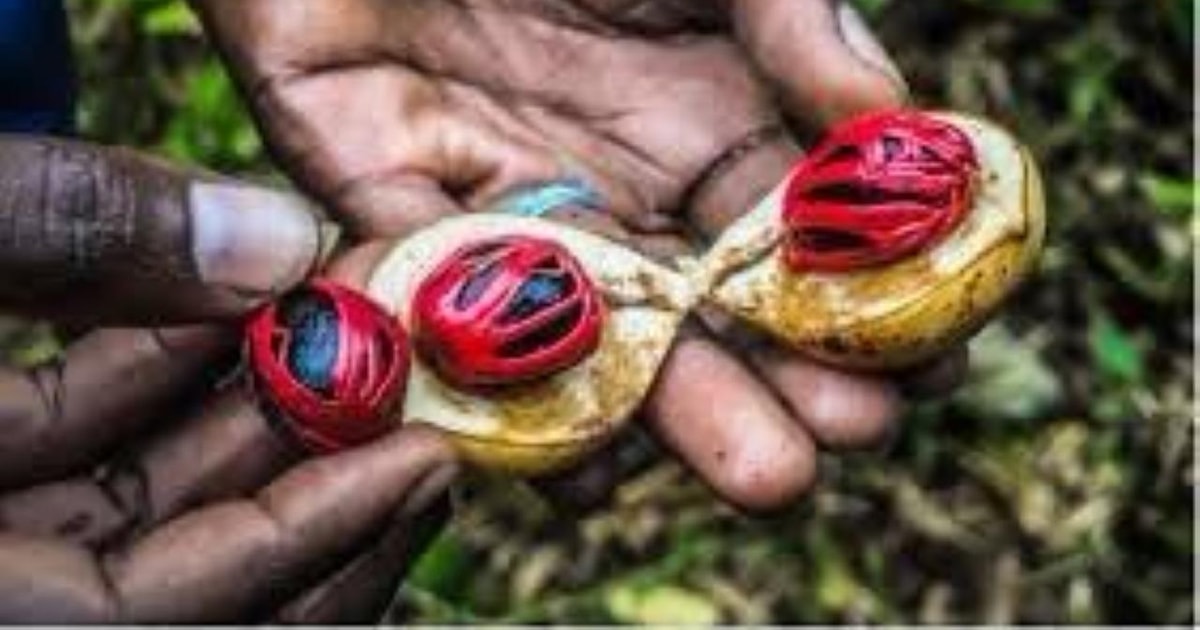 Zanzibar: Spice tour + Stone Town Walking tour | GetYourGuide