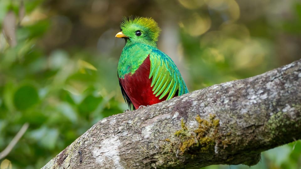 Quetzal: Costa Rica Birdwatching Experience - Los Quetzales | GetYourGuide