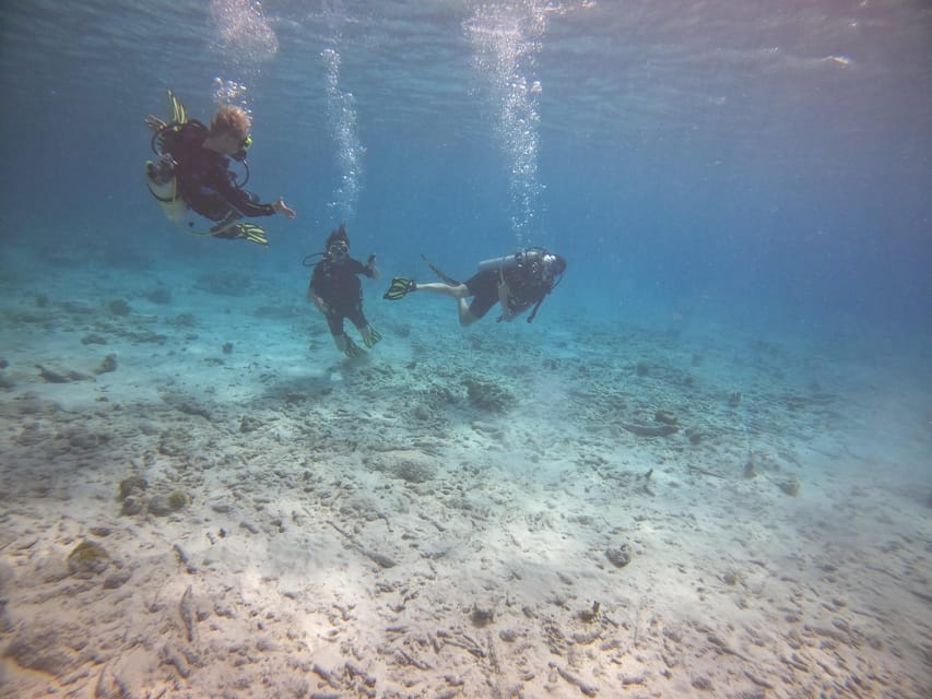 Bonaire: Duiken ontdekken | GetYourGuide