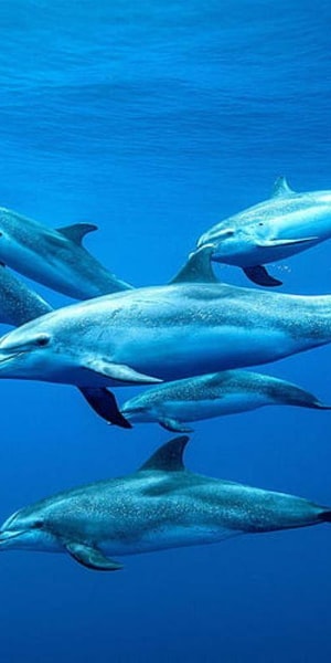 Salaam Cave, Jozani Forest, Kuza Cave, Lunch at The Rock | GetYourGuide