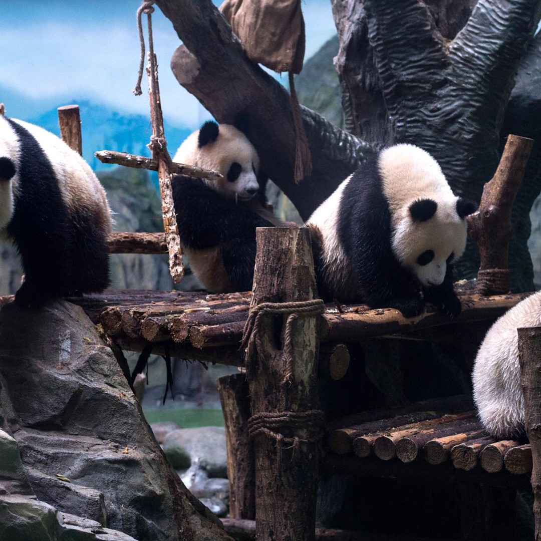 Chengdu: Panda Breeding Base Tickets Booking | GetYourGuide