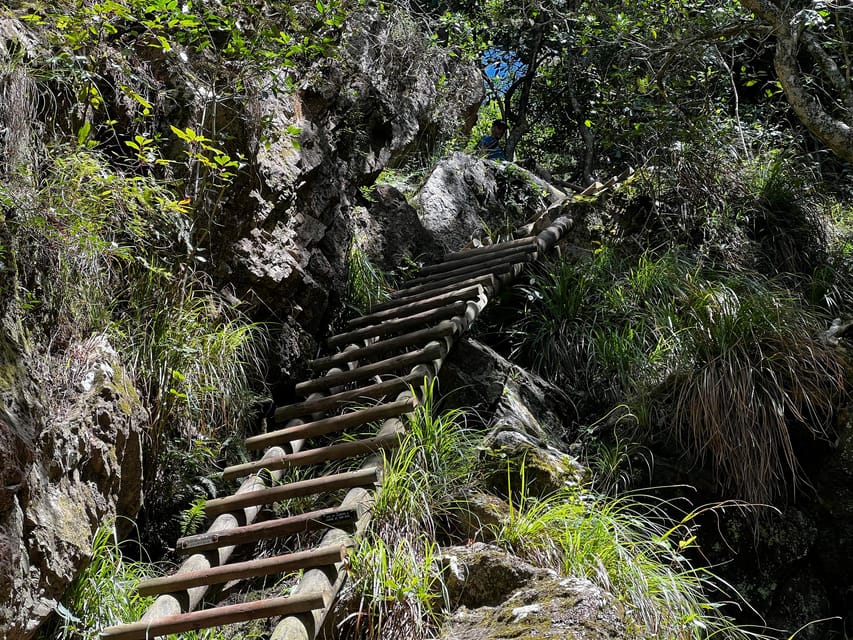 Table Mountain: Skeleton Gorge Hike | GetYourGuide