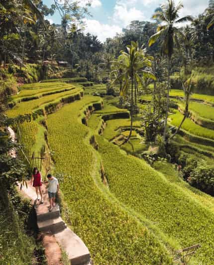 Ubud: Rice Terrace, Monkey Forest, Waterfall Private Tour | GetYourGuide