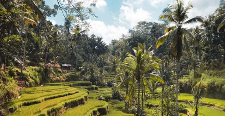 Ubud: Rice Terrace, Monkey Forest, Waterfall Private Tour | GetYourGuide