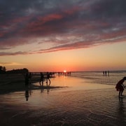 Bongawan Wetland: Proboscis Monkey and Fireflies Shared Tour | GetYourGuide