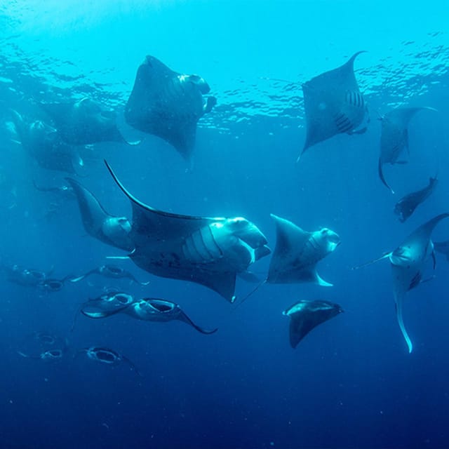 Nusa Penida: Snorkeling Tour to 4 Spots with Manta Bay | GetYourGuide