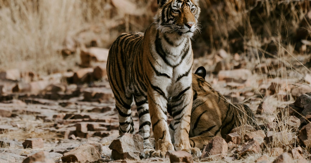 Ranthambore: National Park Canter Safari | GetYourGuide