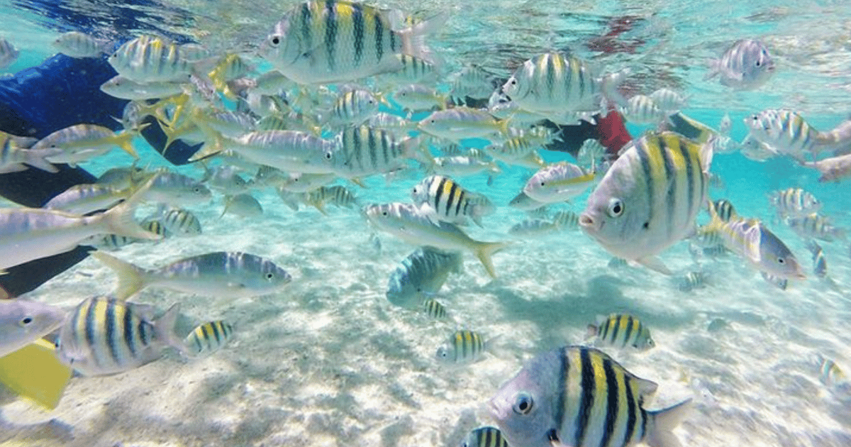 Cayo Arena: Paradise Island Tour Sosua o Cabarete | GetYourGuide