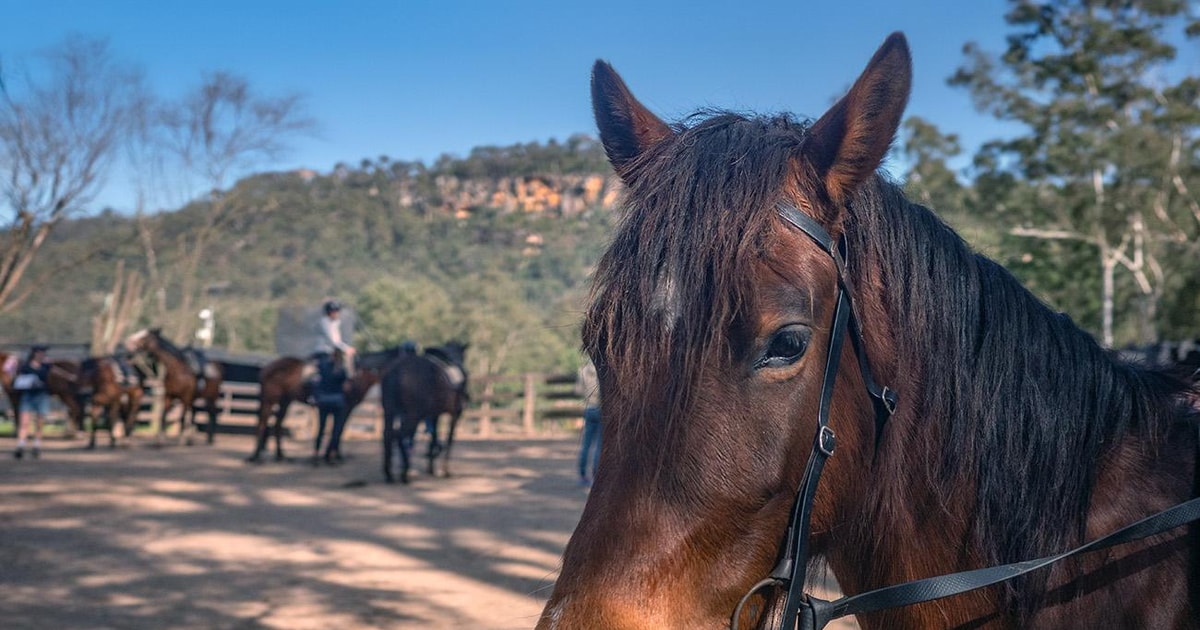 Horse Riding, Koalas & Kangaroos - Wild Australia | GetYourGuide