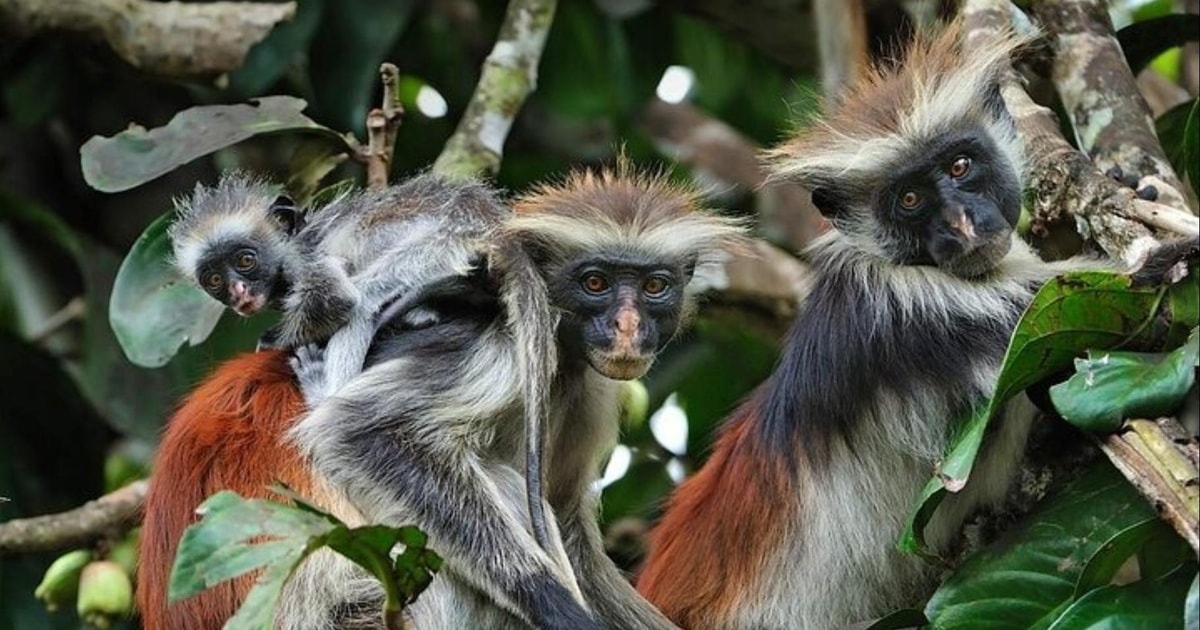 Zanzibar: Masingini Forest Reserve & City Park Tour | GetYourGuide