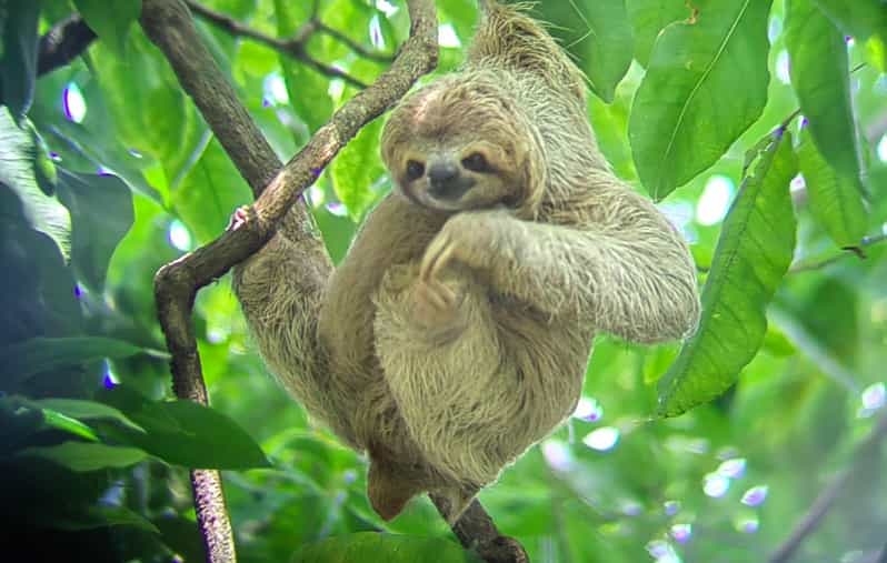 Manuel Antonio National Park: Wildlife Adventure and beach | GetYourGuide