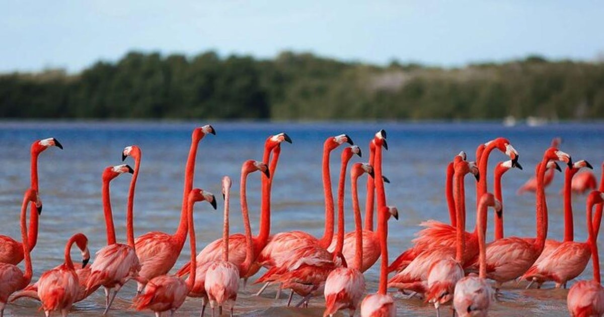 Merida: Celestun Beach and Mangrove Boat Ride Day Trip | GetYourGuide