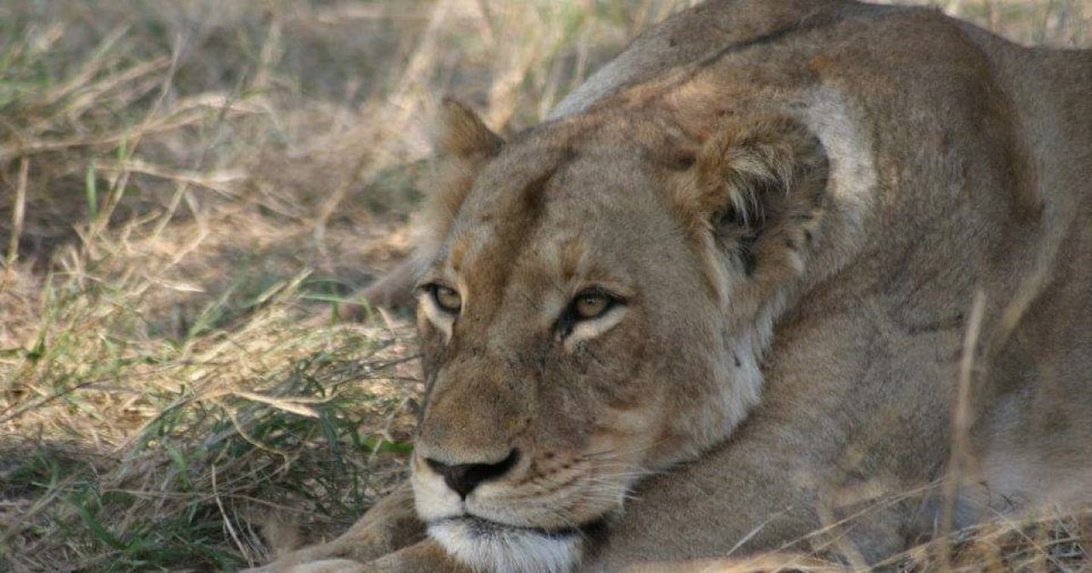 Half Day Addo Elephant National Park Safari | GetYourGuide