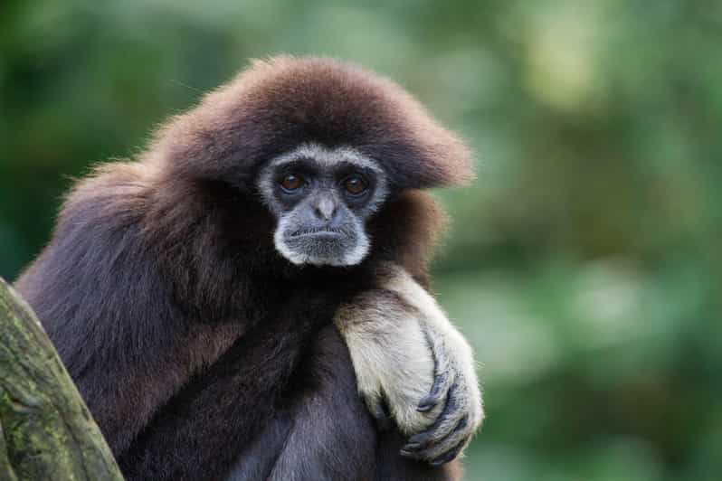 Rhenen: Ouwehands Zoo Entry Ticket | GetYourGuide