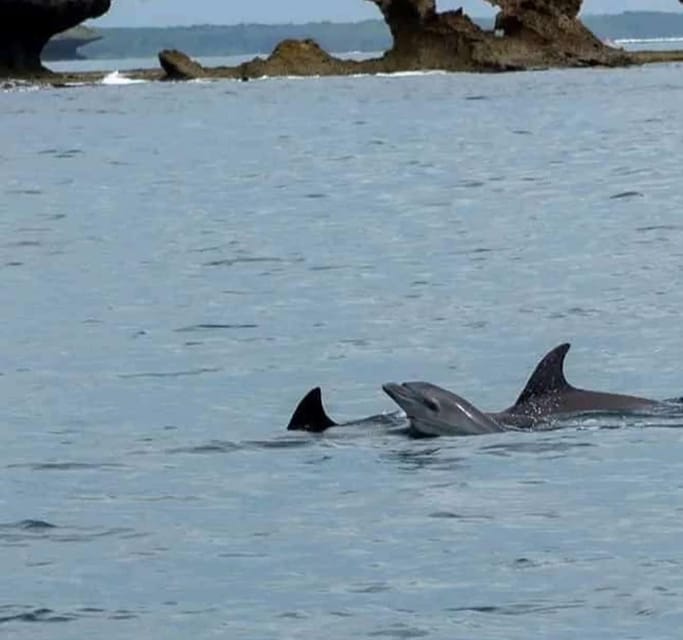 Wasini island: Marine Park, Dolphin Watch & Village Tour | GetYourGuide