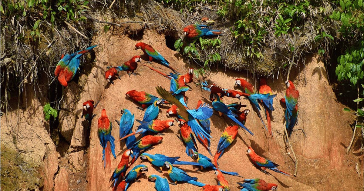 Tambopata and Chuncho Macaw Clay Lick: 4-Day | GetYourGuide