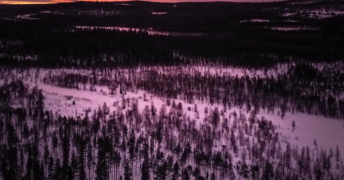 Rovaniemi: Snowmobile Sleigh Ride with Campfire Coffee | GetYourGuide
