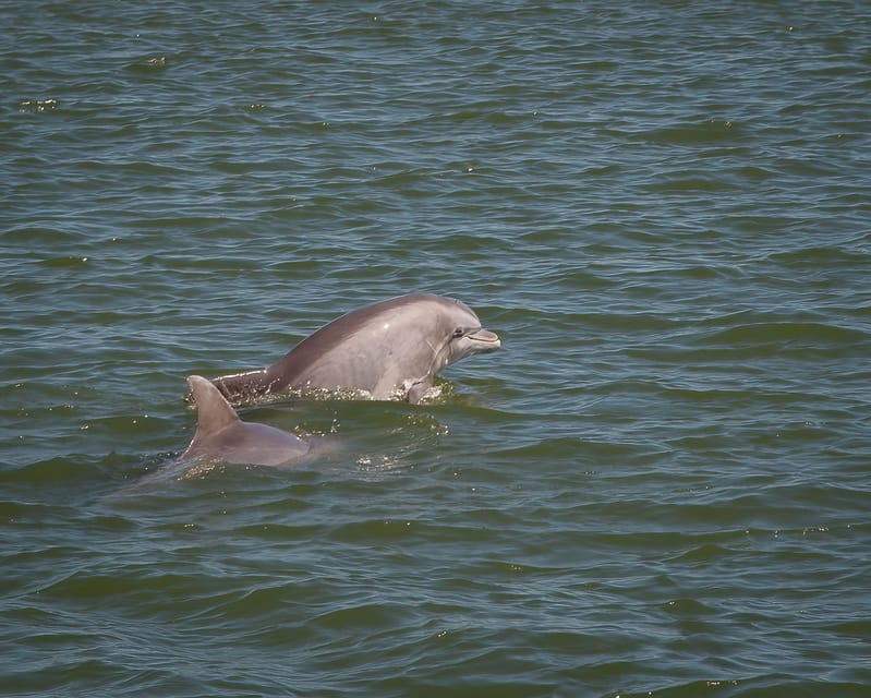 Private dolphin tours in the amazing Savannah Marsh | GetYourGuide
