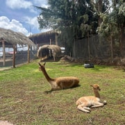 Cusco: Tour to the Alpaca and Llama Farm with weaving tour | GetYourGuide