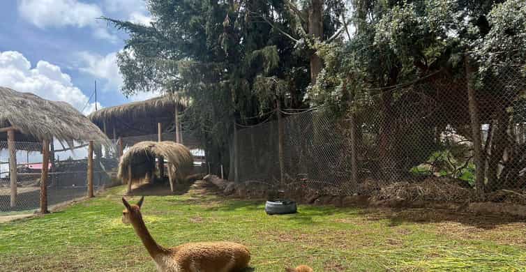 Cusco: Alpaca and Llama Farm Tour w/ Transfer & Weaving Demo | GetYourGuide