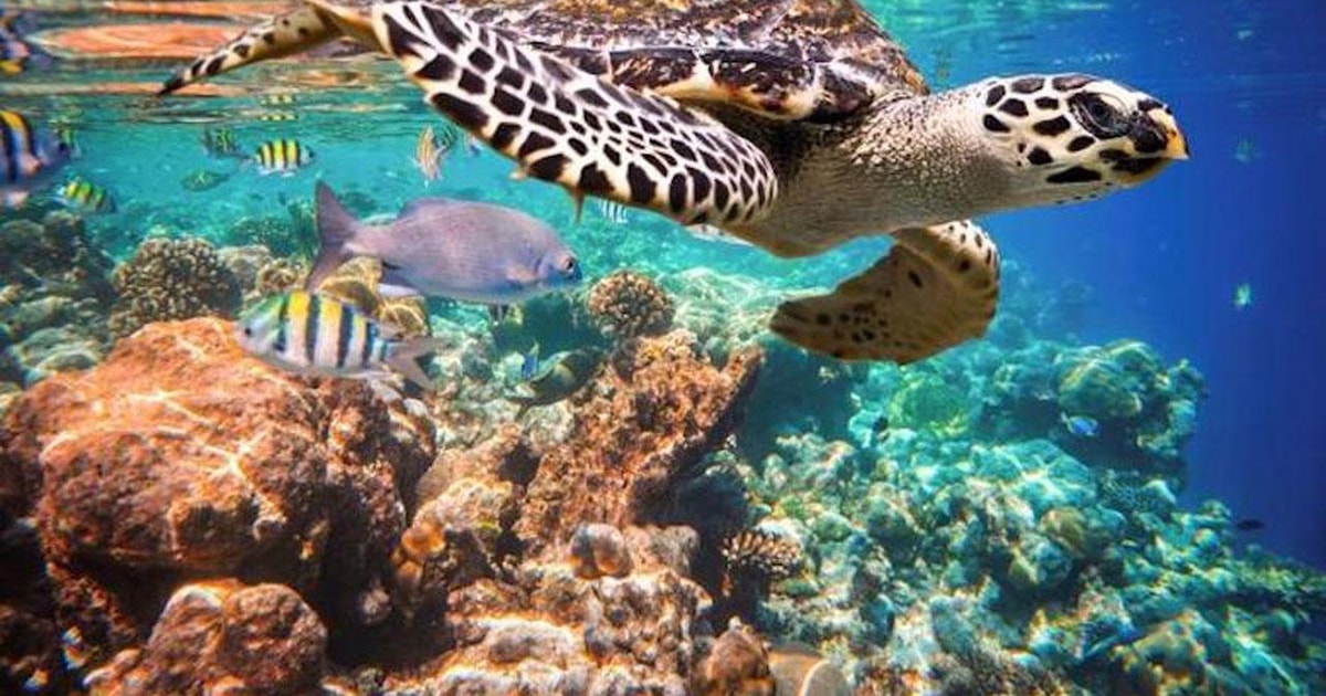 Tulum - 2-tanks dyk Casa Cenote & Barrier Reef + frokost | GetYourGuide