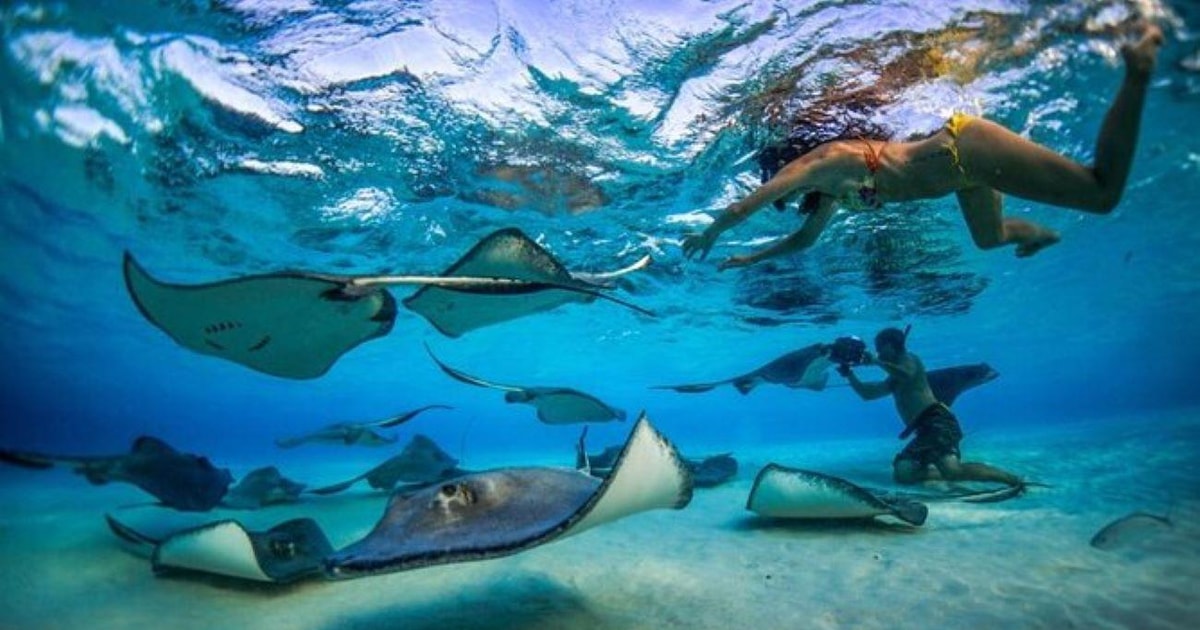 Grand Cayman: snorkeltour naar Stingray City en Cayman Reefs | GetYourGuide