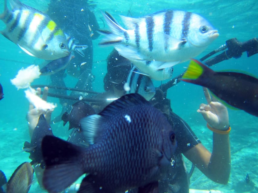 Bali: Scuba Diving For Beginner Experience | GetYourGuide