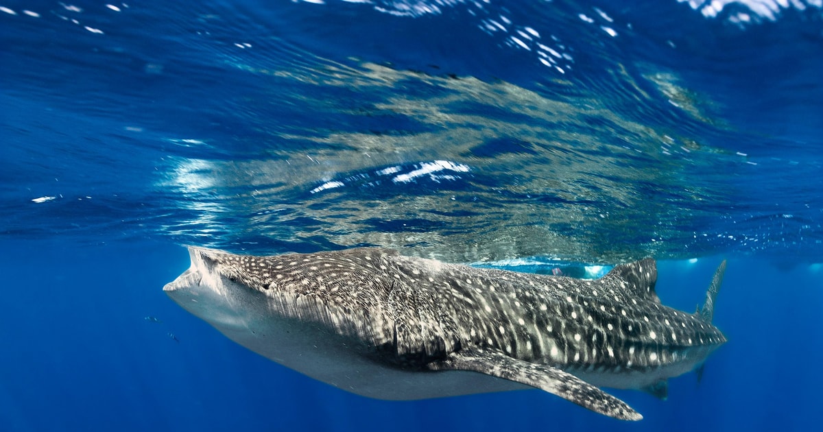 Whale Shark Snorkeling Tour | GetYourGuide