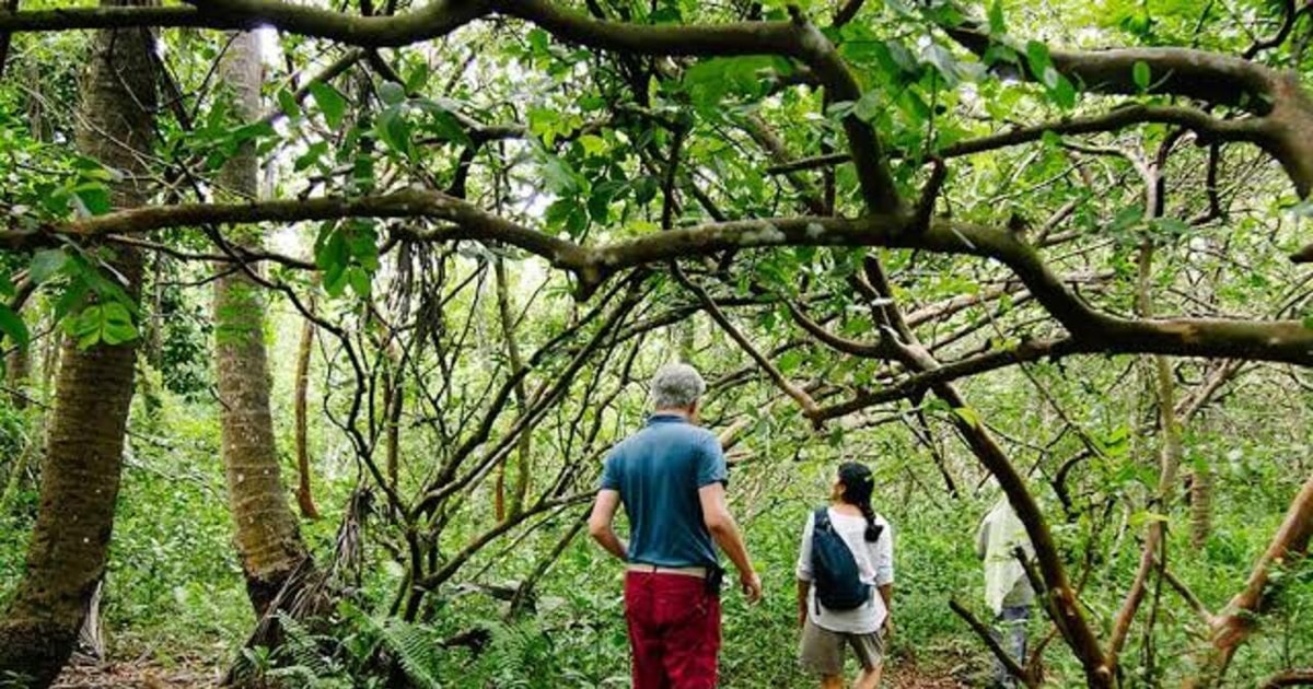 ZANZIBAR : Forêt de Jozani et plantation d'épices avec cours de cuisine ...