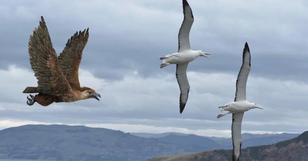 Dunedin City & Otago Peninsula Scenery and Wildlife Day Tour | GetYourGuide