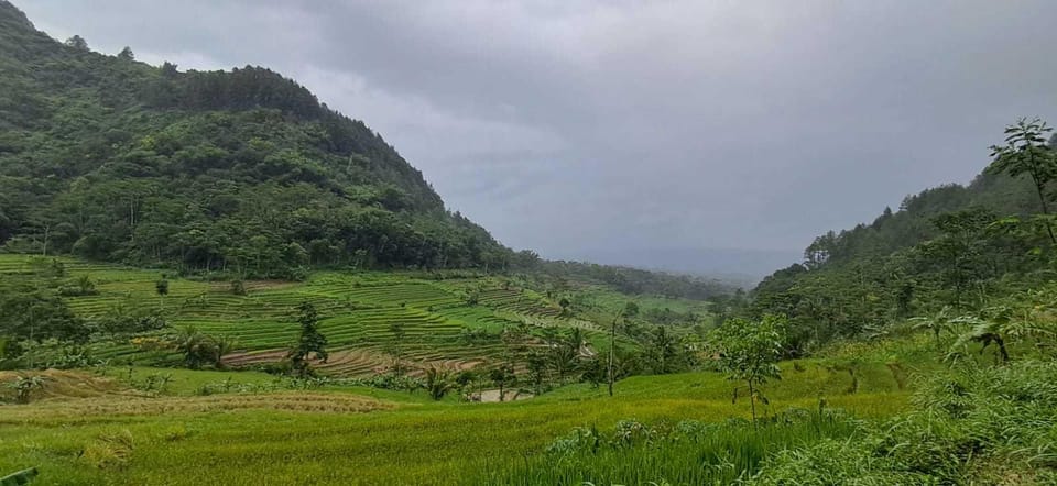 Yogyakarta : Java Rice Terrace Trek & Selogrio Temple Tour | GetYourGuide