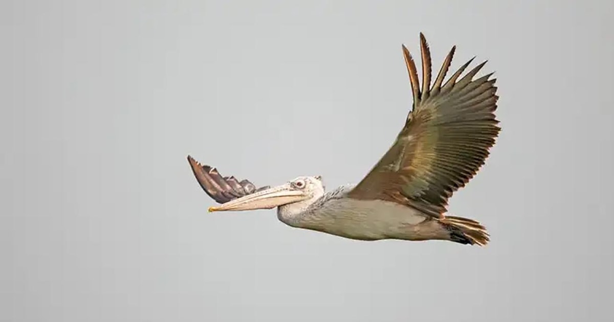 Bird Watching at Prek Toal Tonlé Sap Lake Biosphere Reserve | GetYourGuide