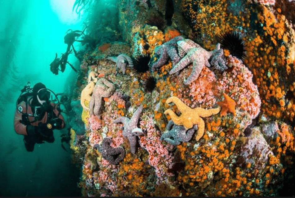 La Paz: Isla Ballena Dive Site | GetYourGuide