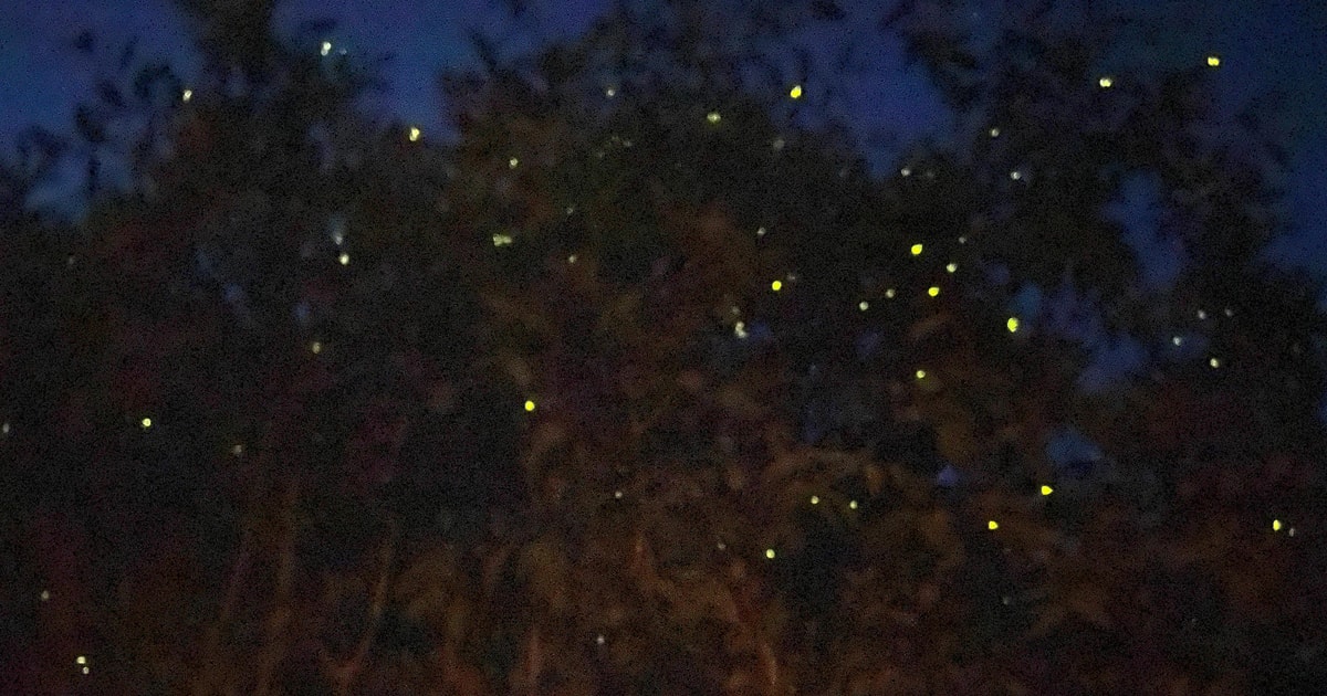 Kuala Lumpur: Kuala Selangor Fireflies and Blue Tears Tour | GetYourGuide