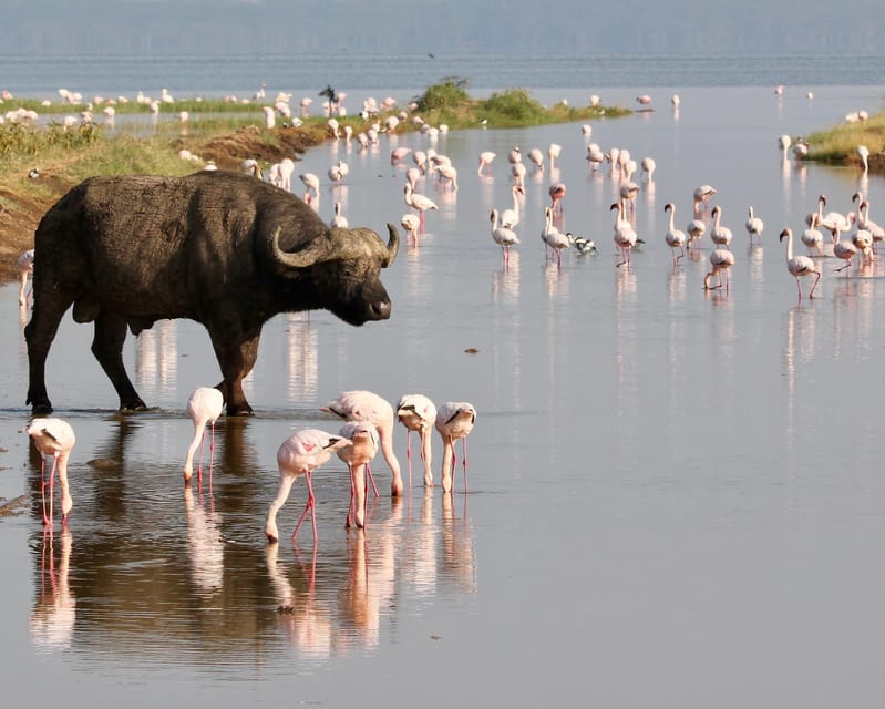 Safari guiado de día completo por el Parque Nacional del Lago Nakuru ...