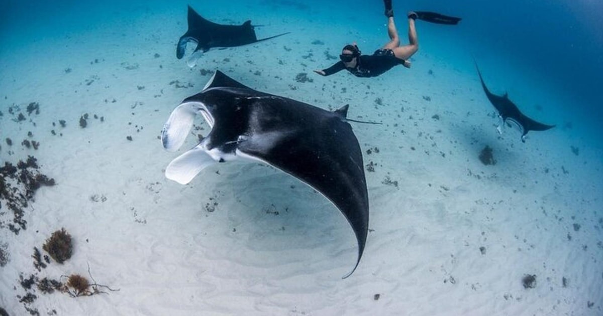 バリ島ヌサペニダのマンタポイントでプライベートシュノーケリング | GetYourGuide